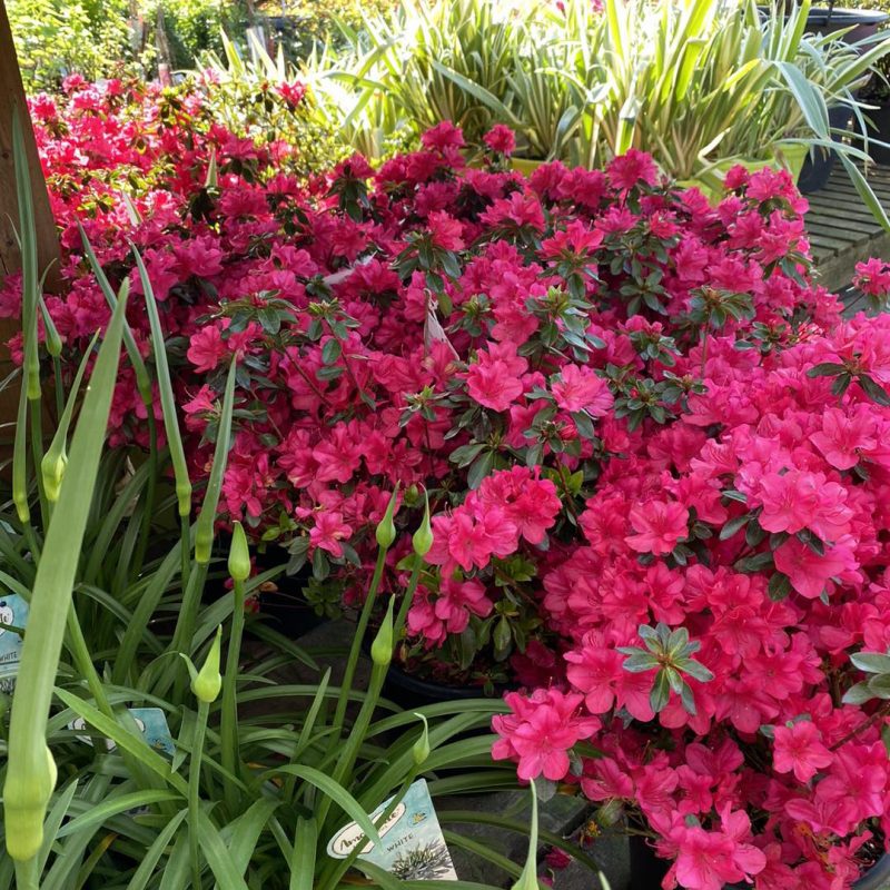 Home | Marl Pits Garden Centre