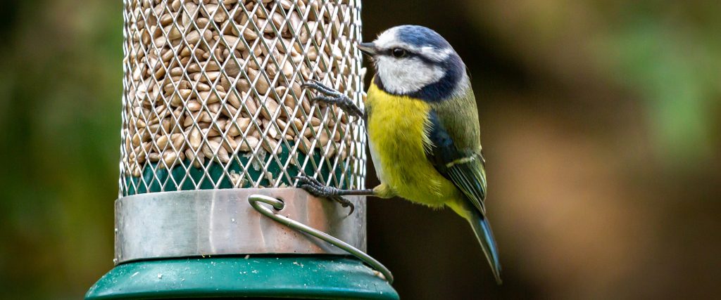 Bird Food and Seed | Marl Pits Garden Centre
