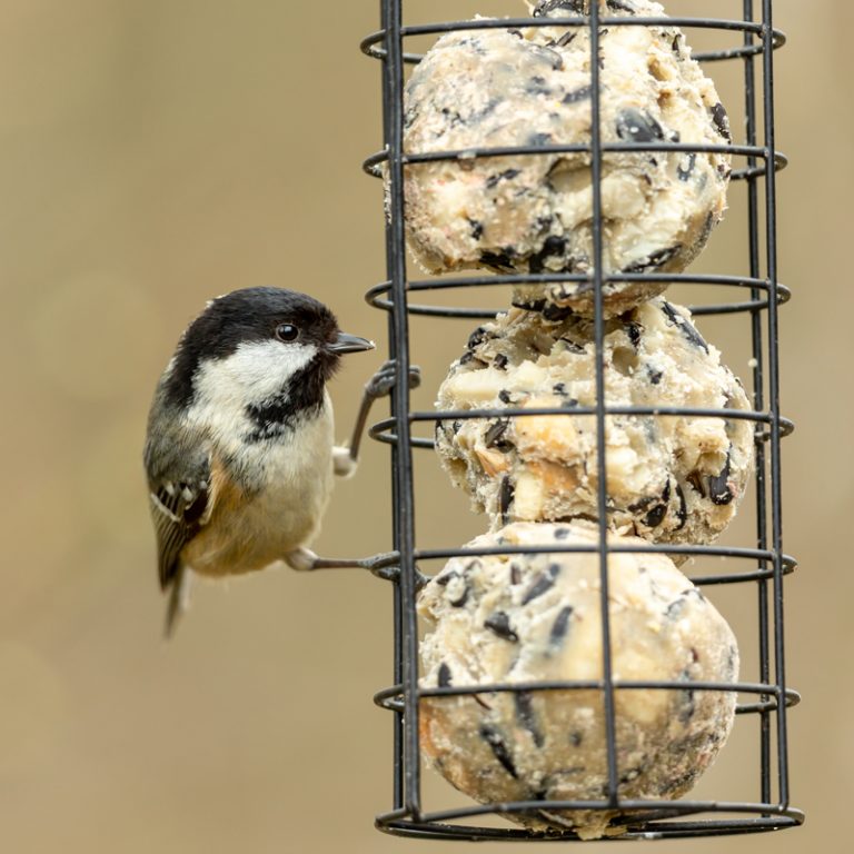 Bird Food and Seed | Marl Pits Garden Centre
