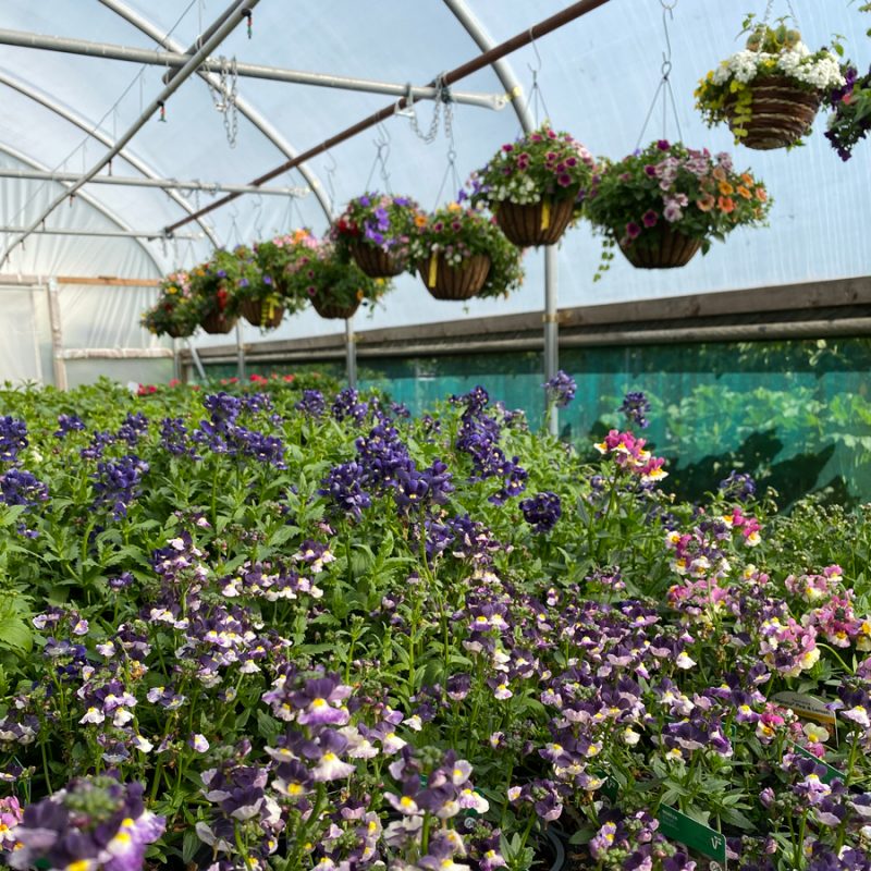 Plant Nursery Rossendale | Marl Pits Garden Centre